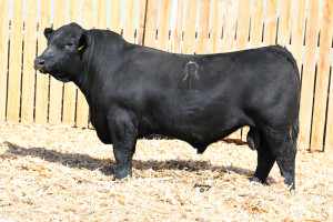 LCHMN JUDICIAL U458M - Leachman Cattle Company